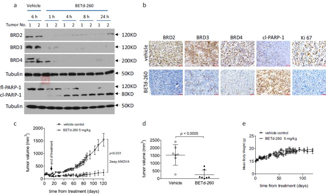PROTAC诱导的BET蛋白降解通过触发细胞凋亡显示出强大的抗骨肉瘤活性 - 知乎