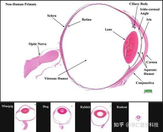 常用实验动物的眼部比较解剖学 - 知乎