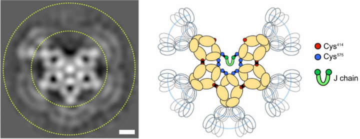 IgM抗体药物的发展 - 知乎