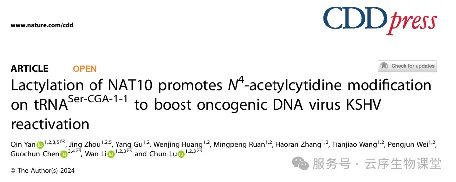 云序用户CDD IF 13.7|acRIP-tRNA-seq解析NAT10乳酰化促进致癌病毒KSHV复制中tRNA的ac4C修饰 - 知乎