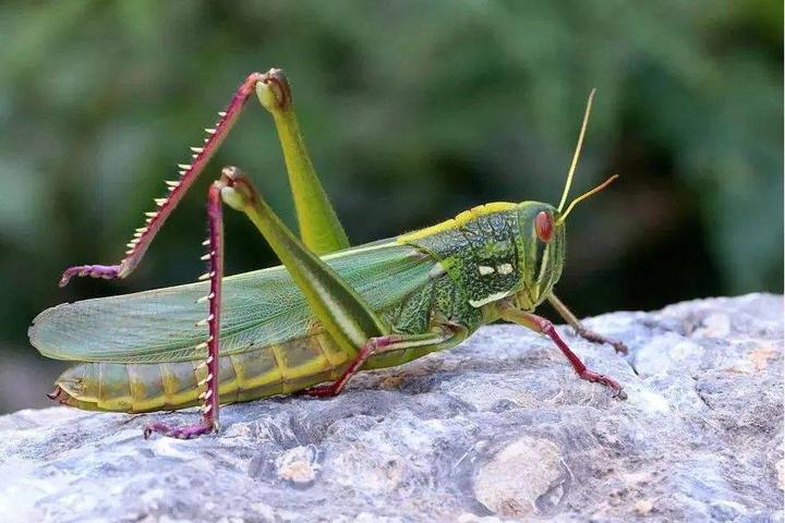 【动物界全系列】剑角蝗科—黑背蝗亚科（上）：长夹蝗 - 知乎