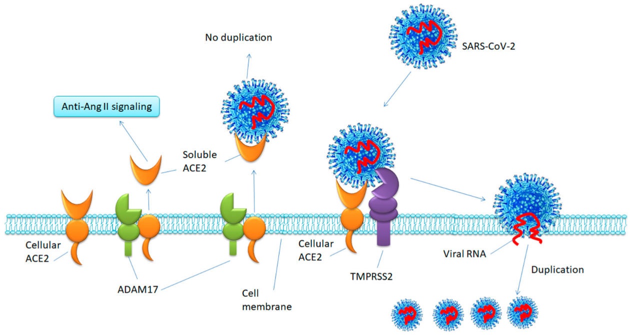 血管紧张素转换酶2（ACE2） - 知乎
