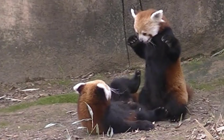 Ailurus Hub | 常用核糖体结合位点RBS介绍 - 知乎