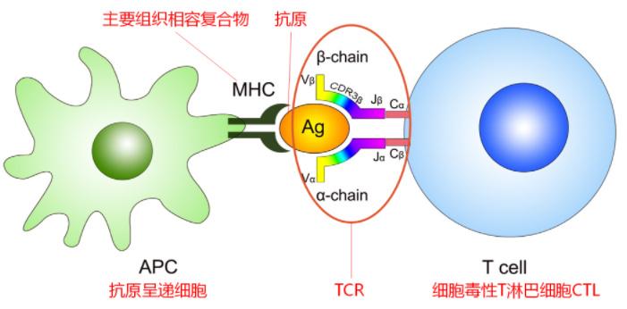 科普讲堂 | 一起聊聊单细胞之TCR测序~ - 知乎