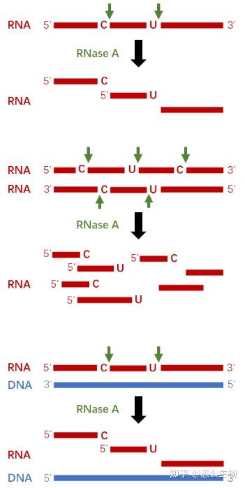 RNase：生命微观世界中的另一类神奇“剪刀手” - 知乎