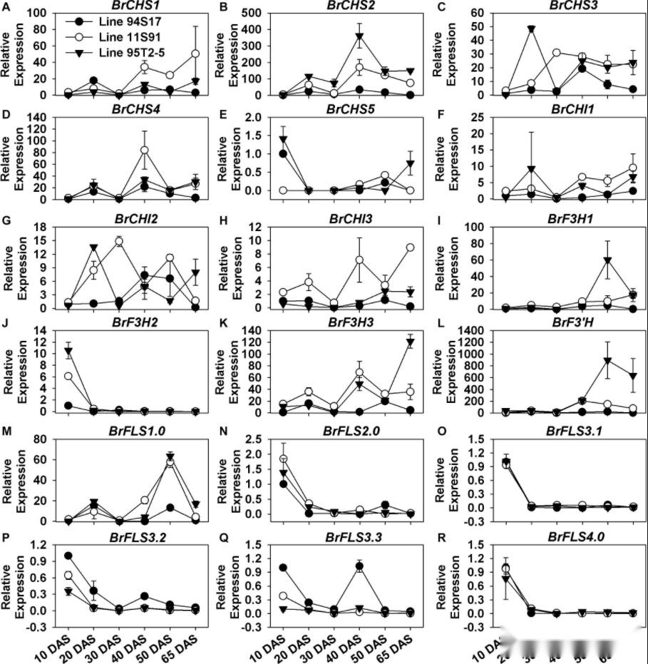 【Front Plant Sci】BrMYB2调控大白菜和拟南芥发育过程中花青素生物的合成机制 - 知乎