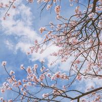 [2018.9]DynamicBone的使用 - 知乎