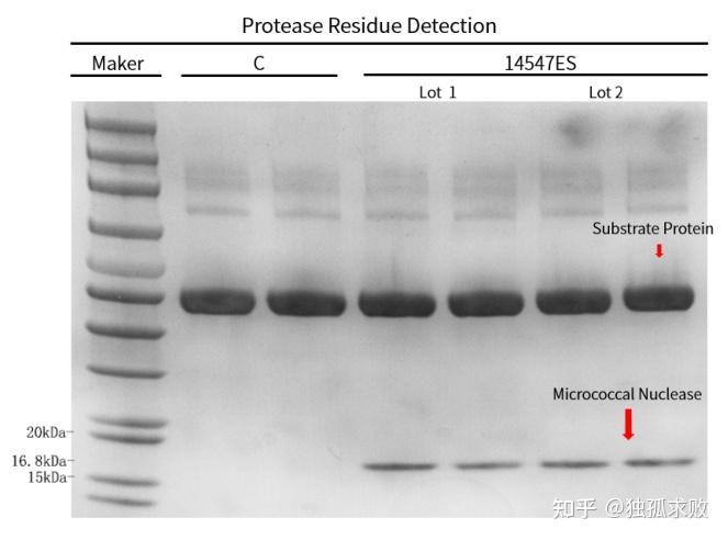 Micrococcal Nuclease微球菌核酸酶 - 知乎