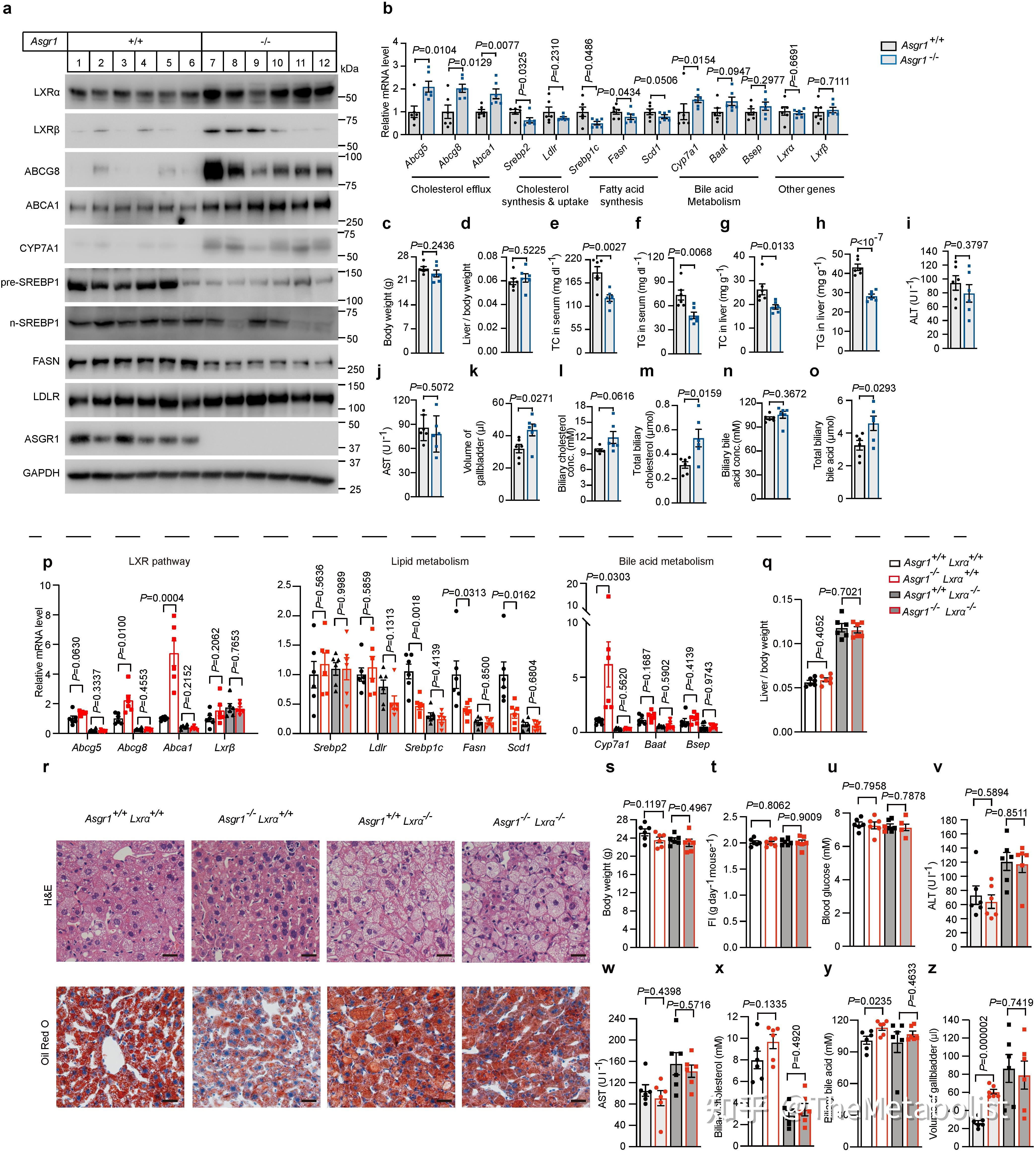 代谢学人--Nature: 驱逐胆固醇，Asgr1有奇效！ - 知乎