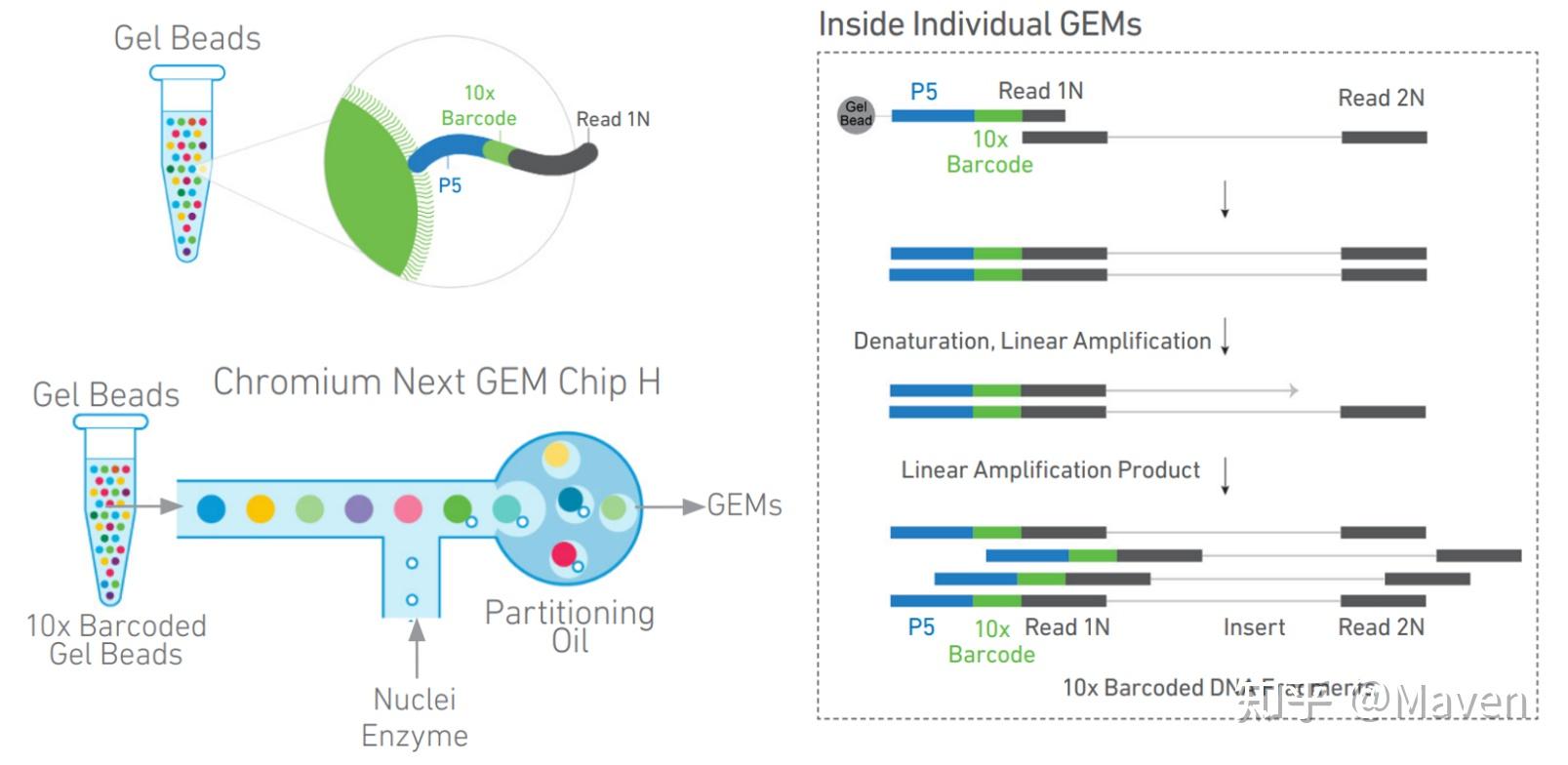 ATAC-seq建库与scATAC-seq建库 - 知乎