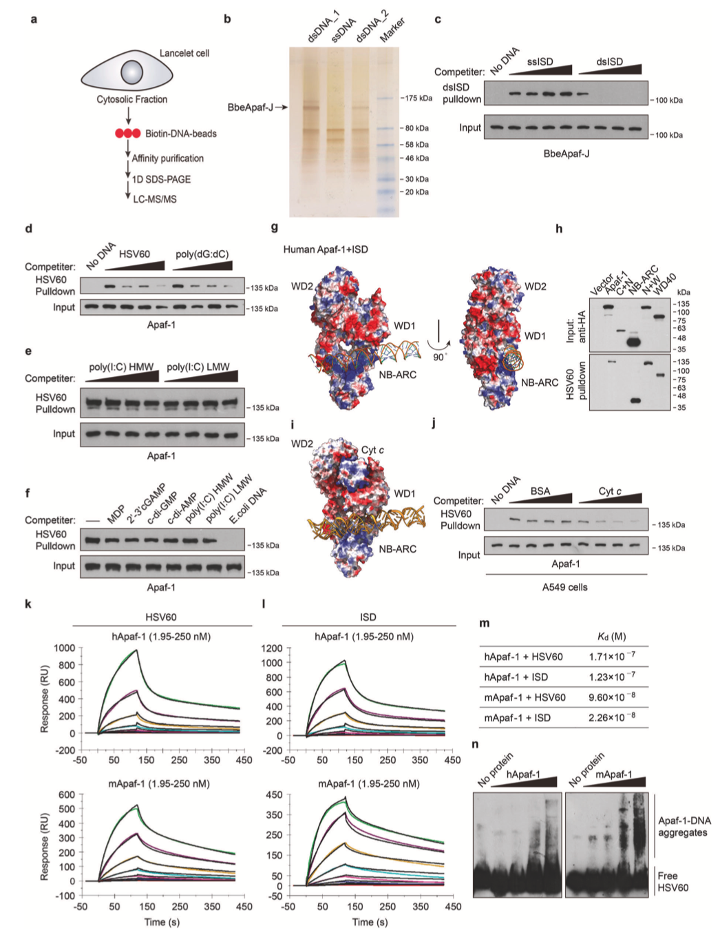 Cell Discovery丨Apaf-1是一种进化保守的DNA传感器，可控制细胞凋亡和炎症之间的命运转换 - 知乎