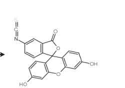 Deferoxamine-PEG-5-FITC,Deferoxamine-PEG-5-FAM , 去铁胺标记荧光素 - 知乎