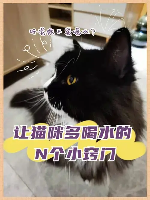 如何让猫咪多喝水? 知乎