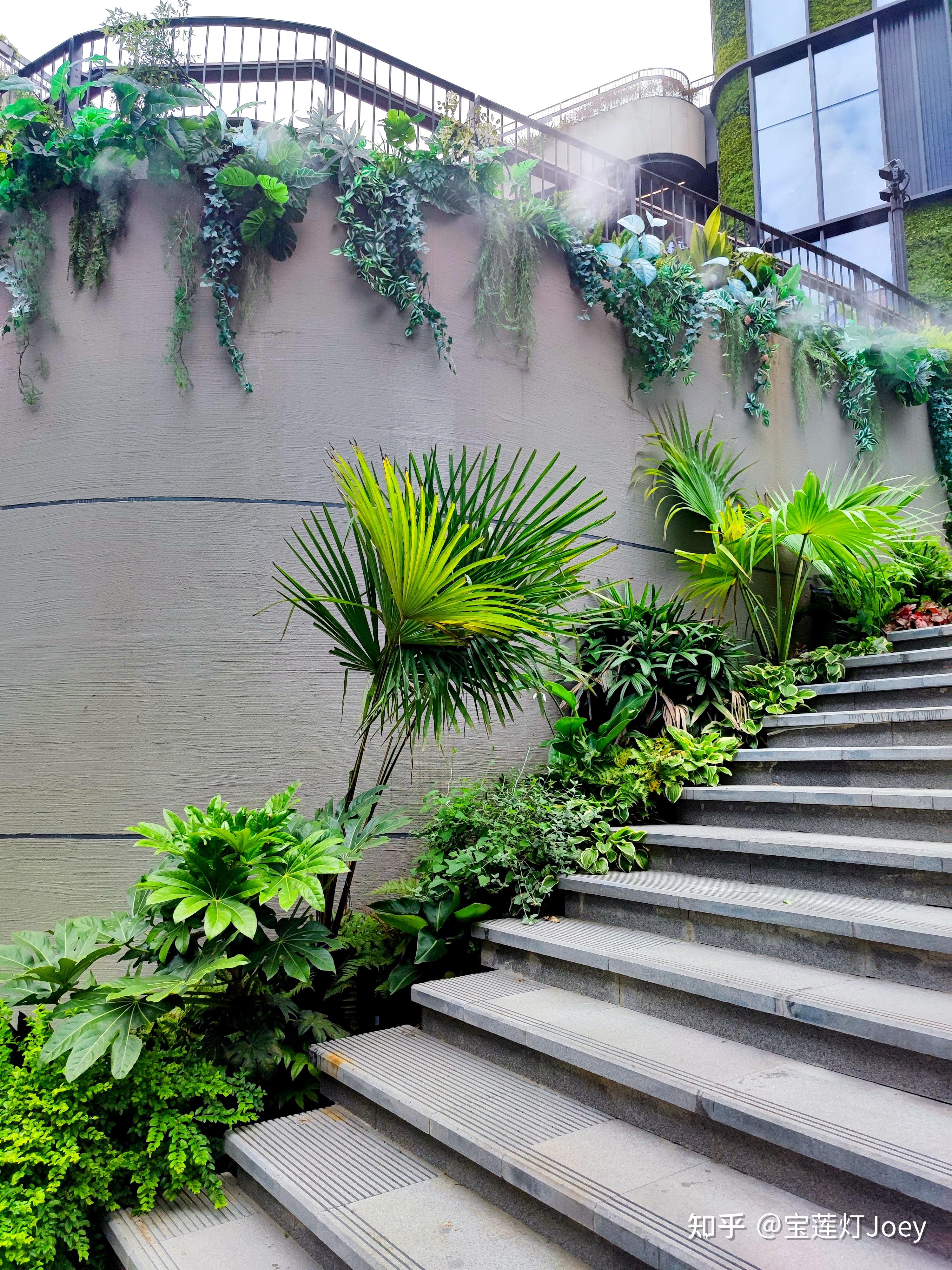 2024.W31.4-5：朱蕉、锦葵、长阳路杜鹃、西郊百联红盖鳞毛蕨、鹈鹕南天竹盆景、地铁口小竹林、满盆碗莲、满水托盘水果蓝、《园艺世界 ...