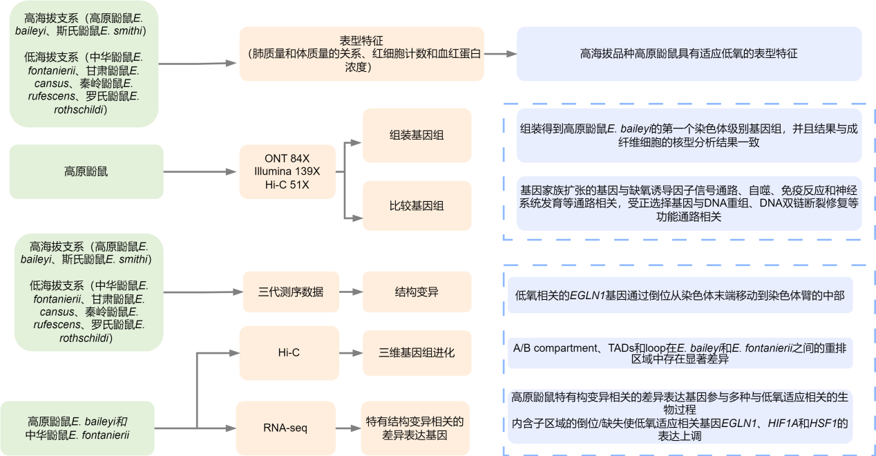 Nat Ecol Evol项目文章详解 | 兰州大学李克欣/刘建全合作揭示基因组结构变异和3D基因组进化在高原鼢鼠低氧适应中的作用 - 知乎