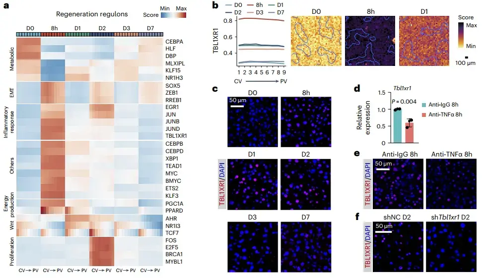 Nature Genetics | Stereo-seq助力构建小鼠肝脏稳态及再生模型的时空转录图谱 - 知乎