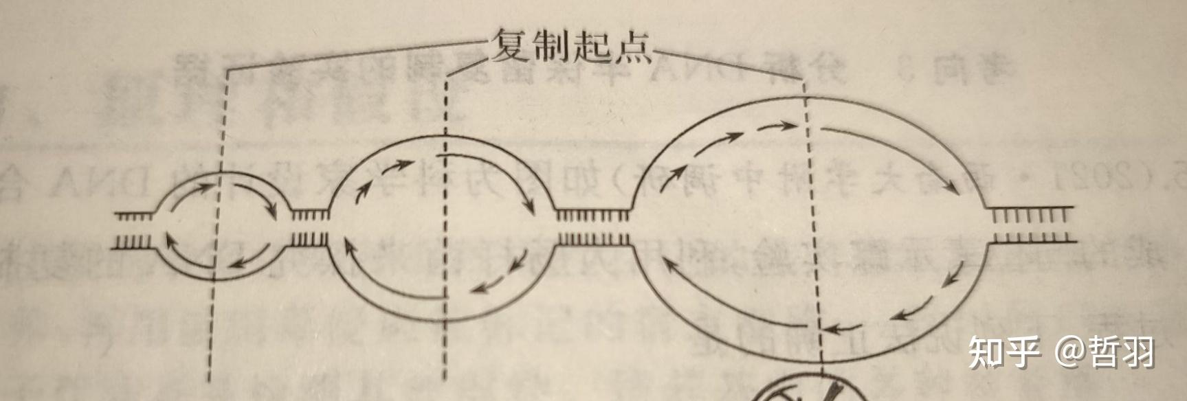 DNA多起点双向复制是什么意思？ - 知乎