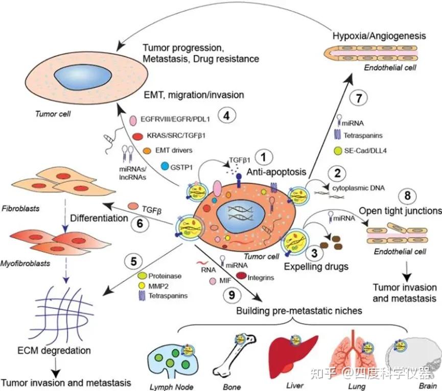 小身材，大作用——外泌体与肿瘤 - 知乎