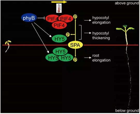 Nature Comm | 各司其职！植物通过PIF4和HY5的空间分布精细调控地上与地下部的热形态建成 - 知乎