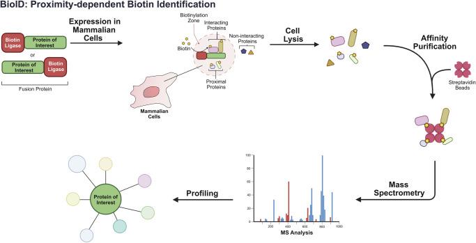 BioID技术在宿主-病原体相互作用领域的应用 - 知乎