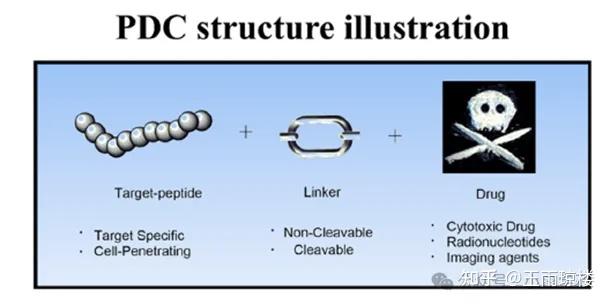 2025年看什么？RDC，PDC还是双抗ADC？…… - 知乎
