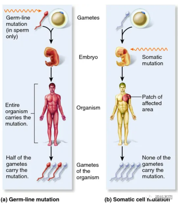 DNA 1. Germline Mutation Vs. Somatic Mutation 傻傻分不清楚 - 知乎