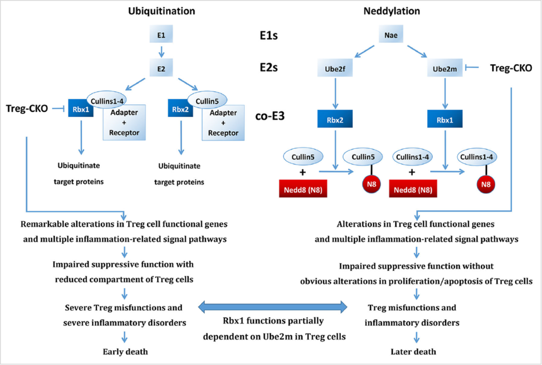 Nat Commun：Ube2m-Rbx1拟素化-泛素化轴维持调节性T细胞的功能特性 - 知乎