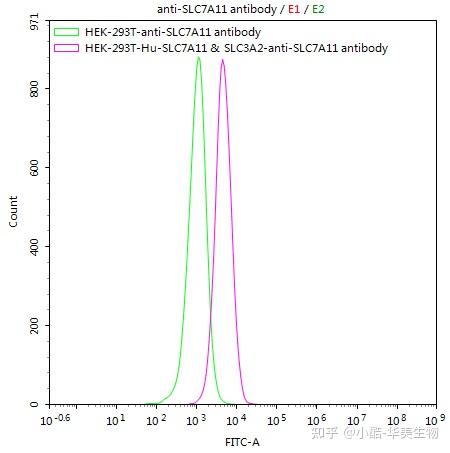代谢枢纽，重编程疾病：SLC3A2——从氨基酸转运机制到新兴治疗靶点 - 知乎