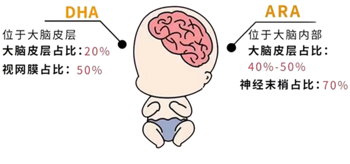 深度科普：DHA+ARA到底要不要补？DHA＋ARA“双A”搭档最全解读，一文讲透，收藏避坑！ - 知乎