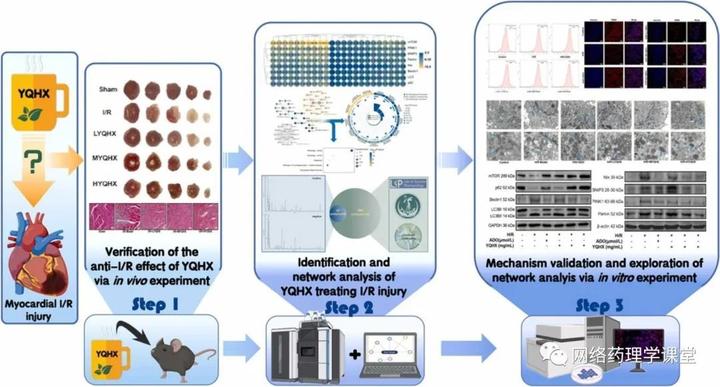 IF10.334|整合网络分析和实验验证揭示益气活血方治疗心肌缺血/再灌注损伤的线粒体自噬相关机制 - 知乎