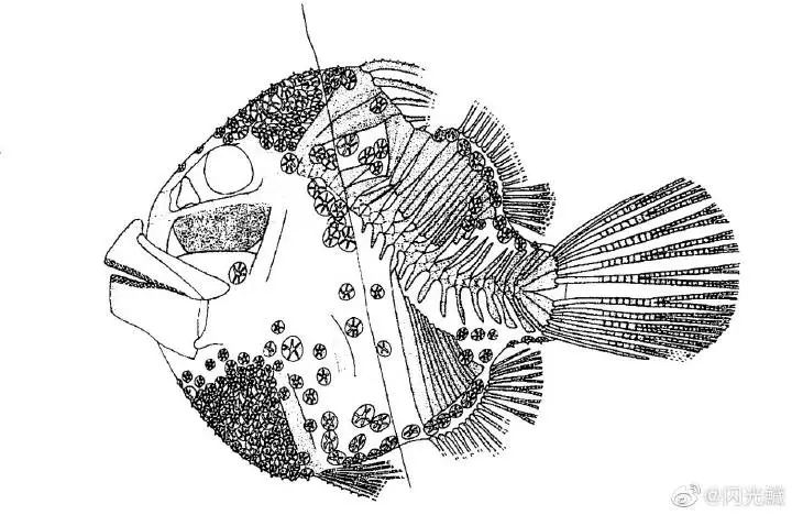 蒙特波卡：始新世的海洋之窗（4）——真鲈形系鲀形目（作者：达达） - 知乎
