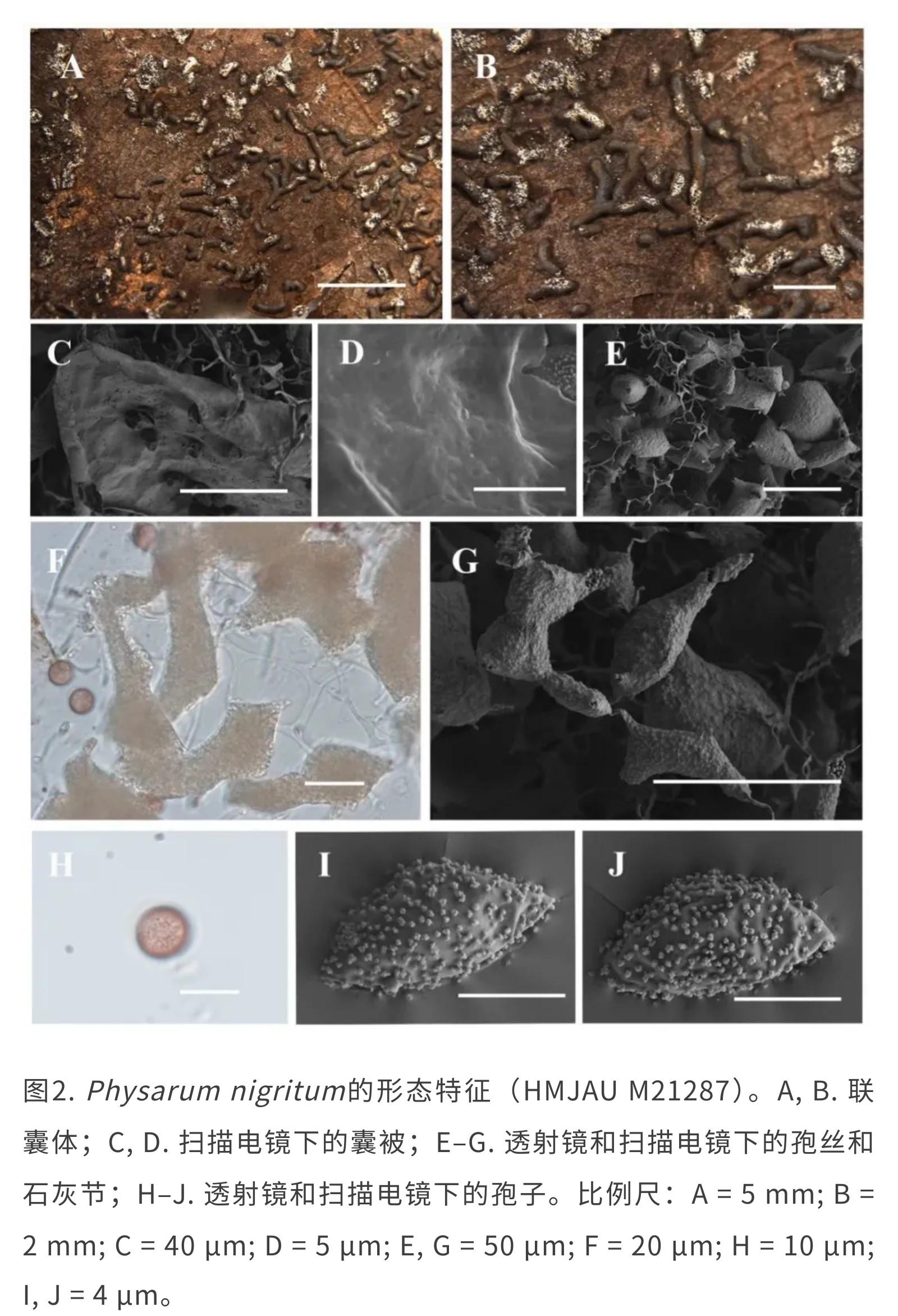 Mycology | “中国菌物目录”第四篇——中国钙皮菌科Didymiaceae和绒泡菌科Physaraceae的新分类群、组合和报告 - 知乎