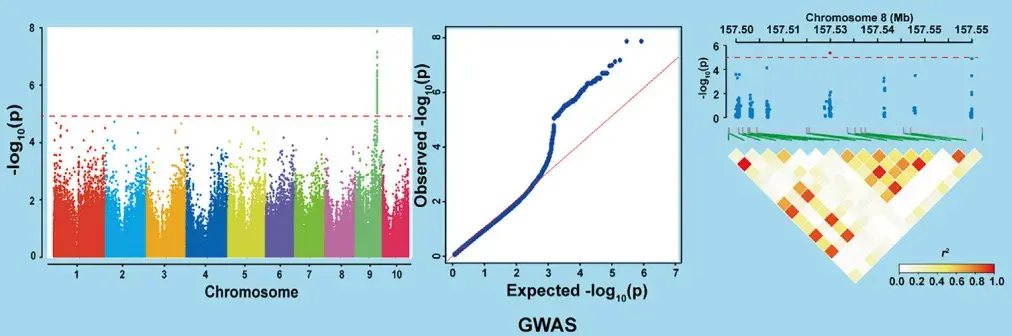 小白轻松入门GWAS：从数据准备到可视化结果 - 知乎
