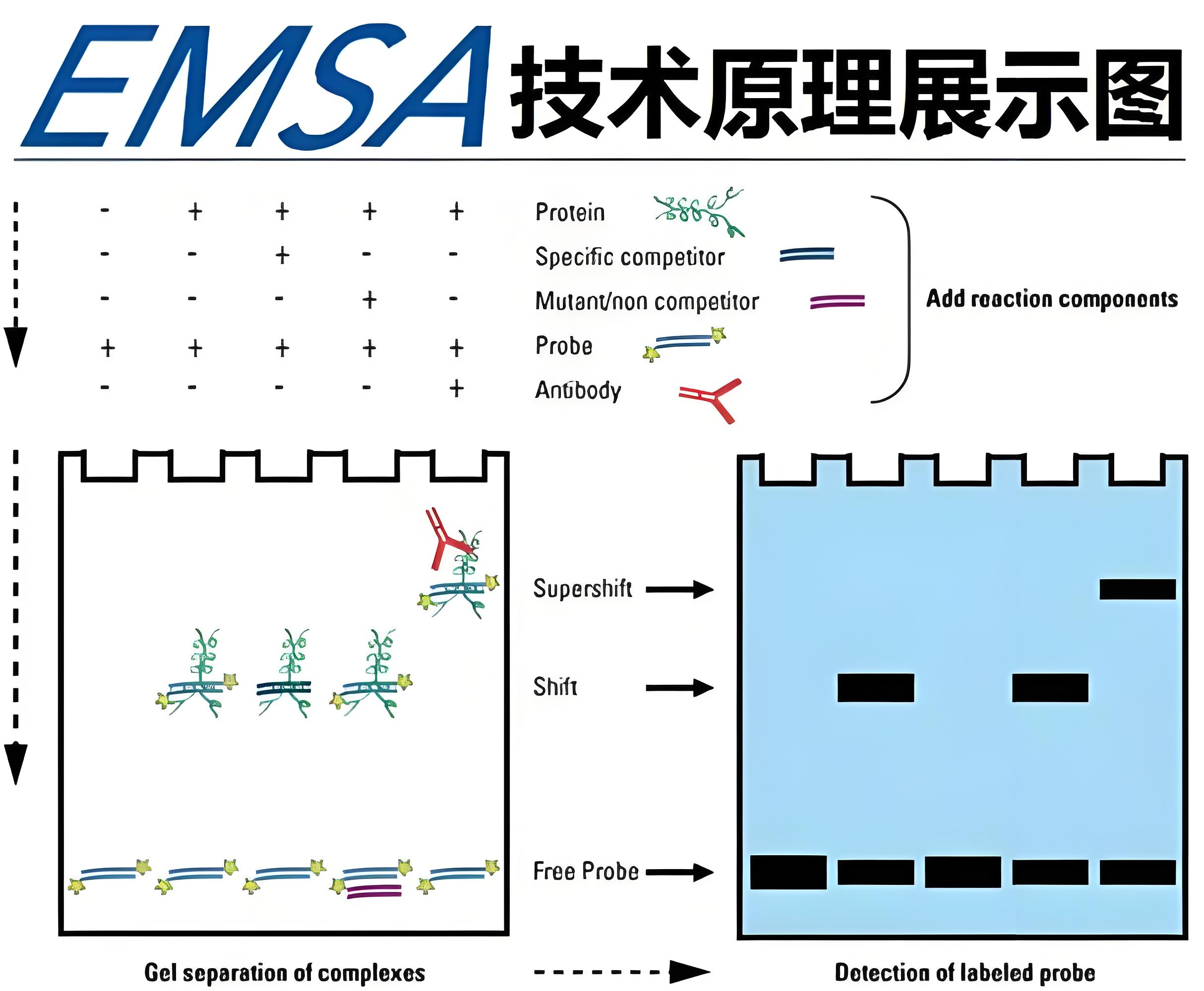 「EMSA实验全攻略」梯度探针设计+避坑指南 - 知乎