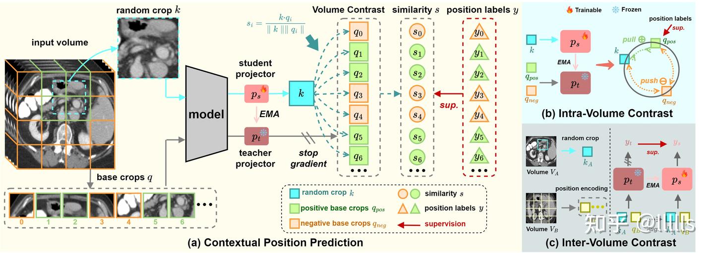 Large-Scale Medical 大规模医学视觉预训练 - 知乎