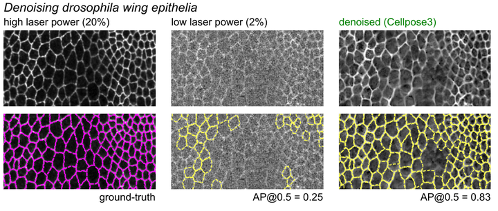 Cellpose 3.0 —— 一键图像恢复+细胞分割 - 知乎