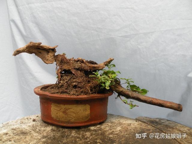 3招教会你，让树桩快速发芽成活，方法简单，一看就会 - 知乎