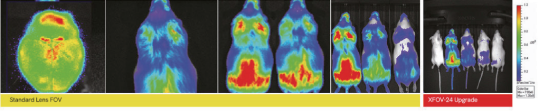 瑞孚迪 IVIS Lumina LT小动物活体成像——让二维光学成像更加简便 - 知乎