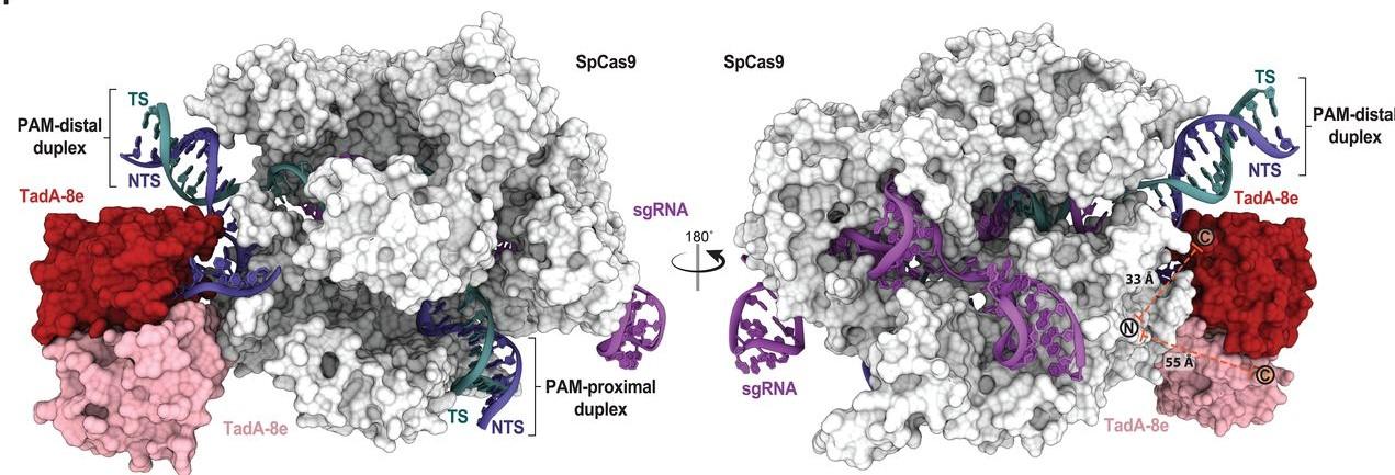 Cas Protein - Cas9蛋白作用机制详解 - 知乎