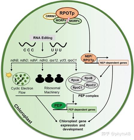 Advanced Science | 核编码的RNA聚合酶RPOTp调控叶绿体多个RNA编辑位点编辑效率的机理研究 - 知乎