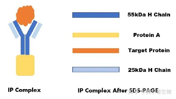 IP /Co-IP 疑难：input对照、阴性对照是指什么？Co-IP如何去除重链轻链？IP磁珠该怎么选？ProteinA/G该如何选择？ - 知乎
