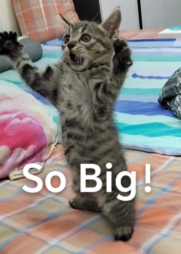 深入浅出超详解之-Diffusion Models Beat GANs on Image Synthesis-控制Diffusion ...