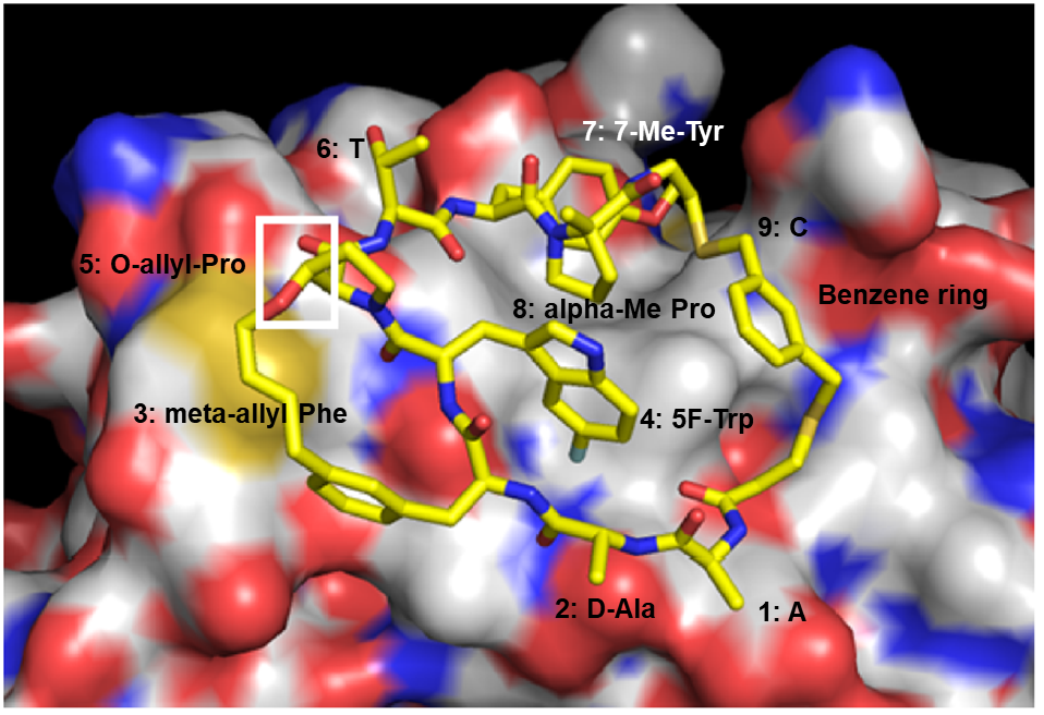 来源于噬菌体和mRNA展示的环肽：Peginesatide，MK-0616 - 知乎