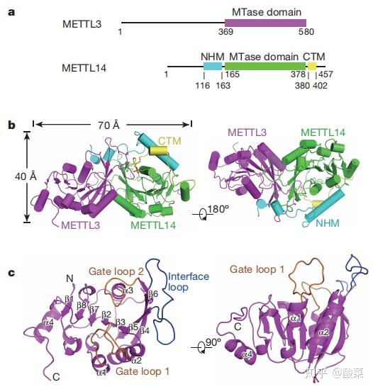 CNS热点、国自然热门，m6A的前世今生 - 知乎