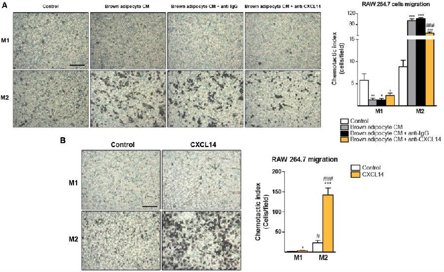 您了解CXCL14吗？——权威Cell Metabolism 为您答疑 - 知乎