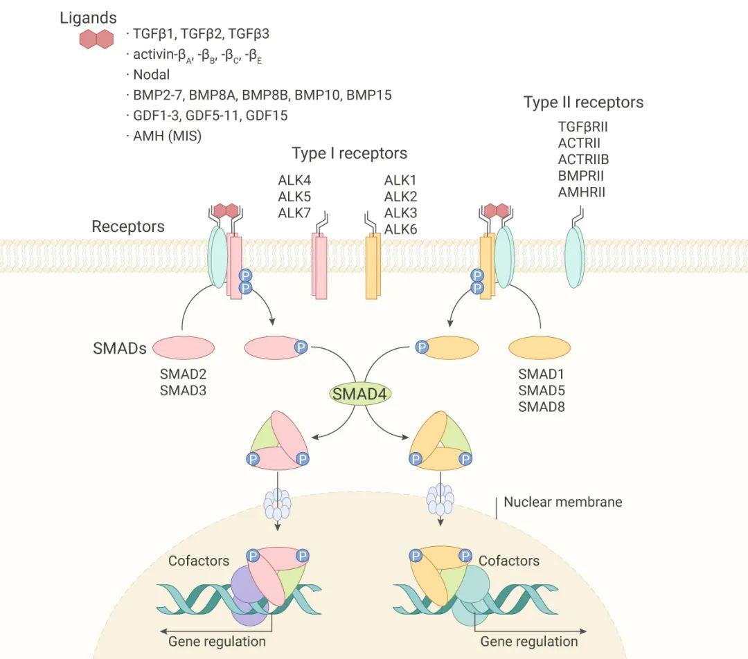 超详细 | TGF-β 信号通路-MedChemExpress - 知乎
