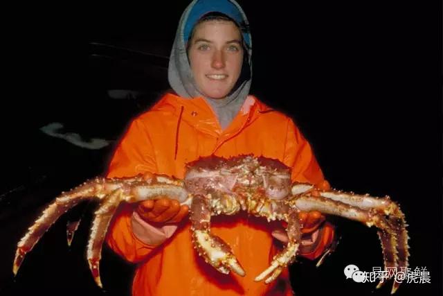进击的巨蟹——俄罗斯帝王蟹 - 知乎