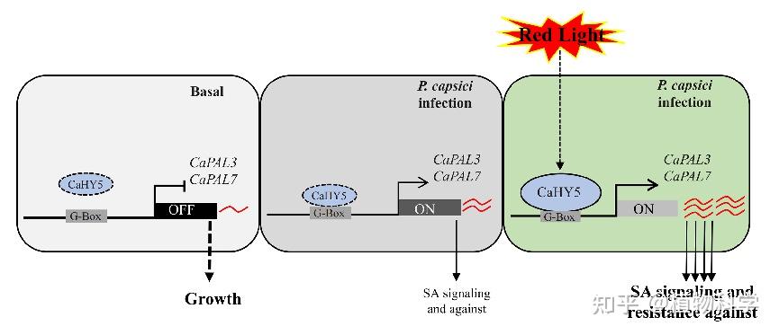 江西农业大学、延安大学等单位合作揭示了红光调控辣椒疫病抗性的分子机制 - 知乎