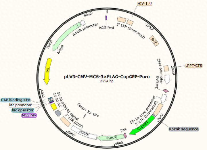 pLV3-CMV-MCS-3×FLAG-CopGFP-Puro慢病毒表达质粒 - 知乎