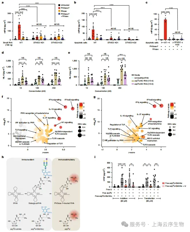 糖基化RNA引爆2025！Nature/Cell连发，GlycoRNA成为免疫逃逸密码！ - 知乎